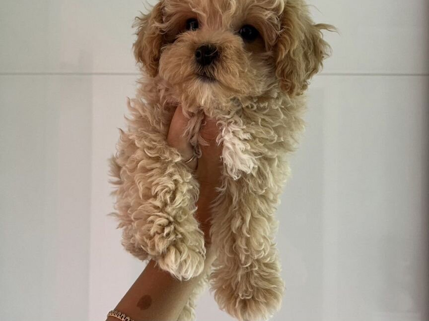 Мальтипу ф1 Корея шикарный мальчик кудряшка