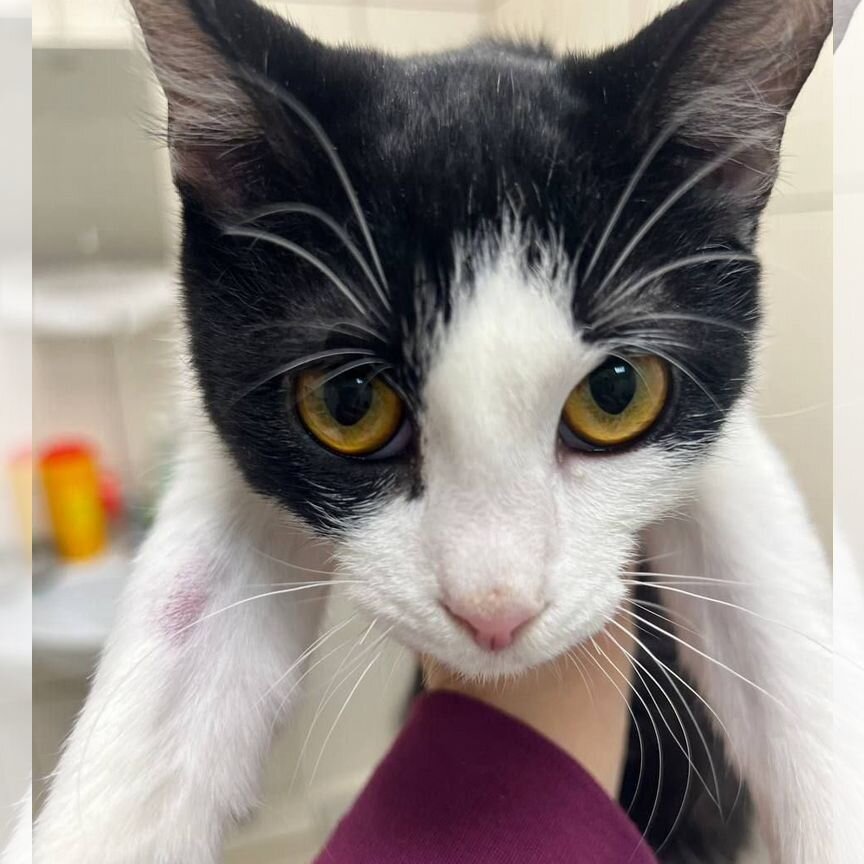 Котёнок в добрые руки