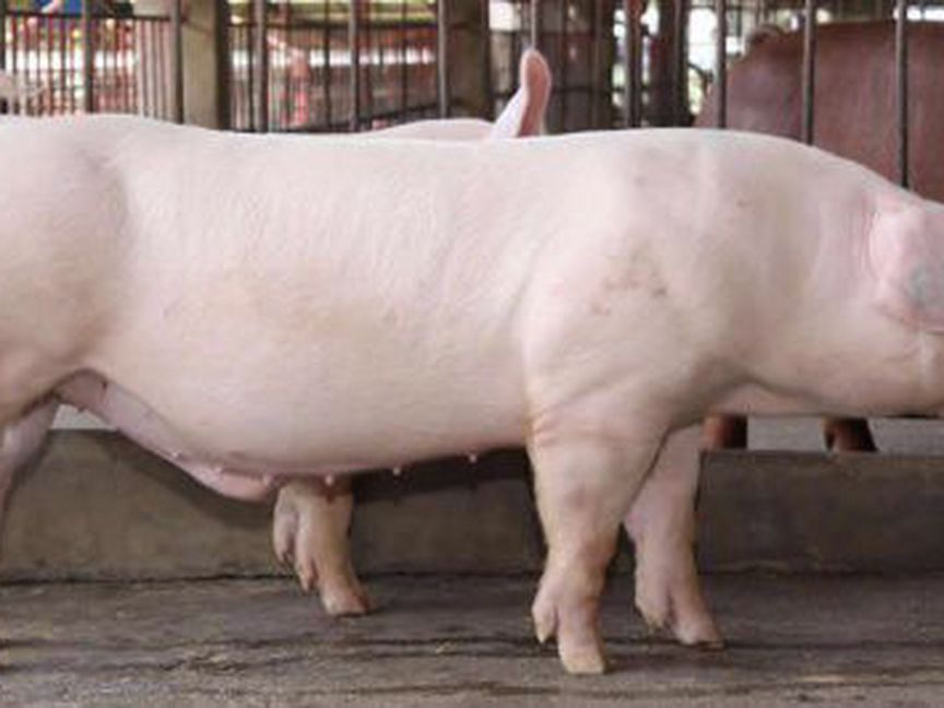 Искусственное осеменение.Семя Хряка. Поросята