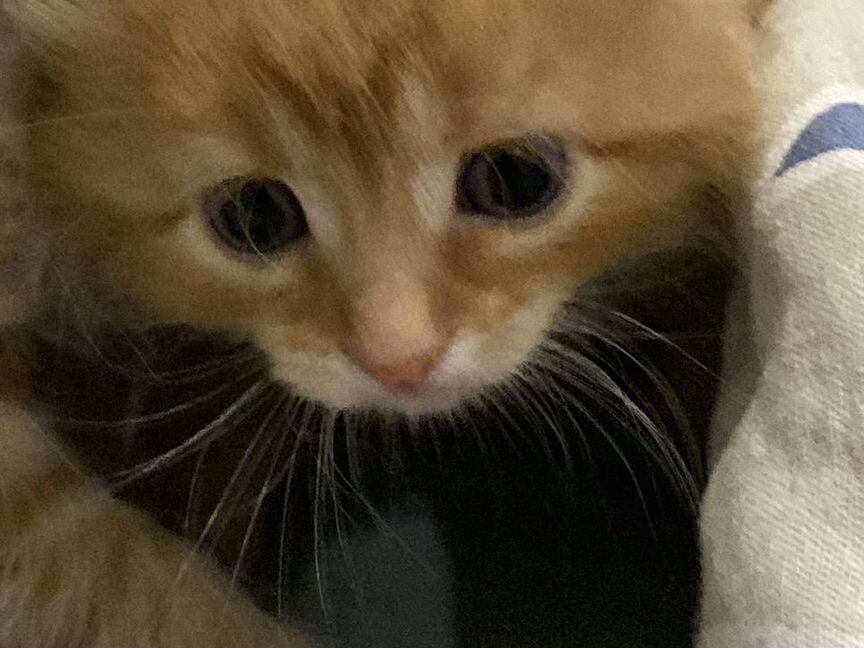 Кошка