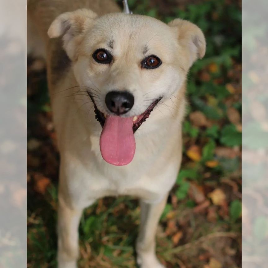 Взрослая собака в добрые руки