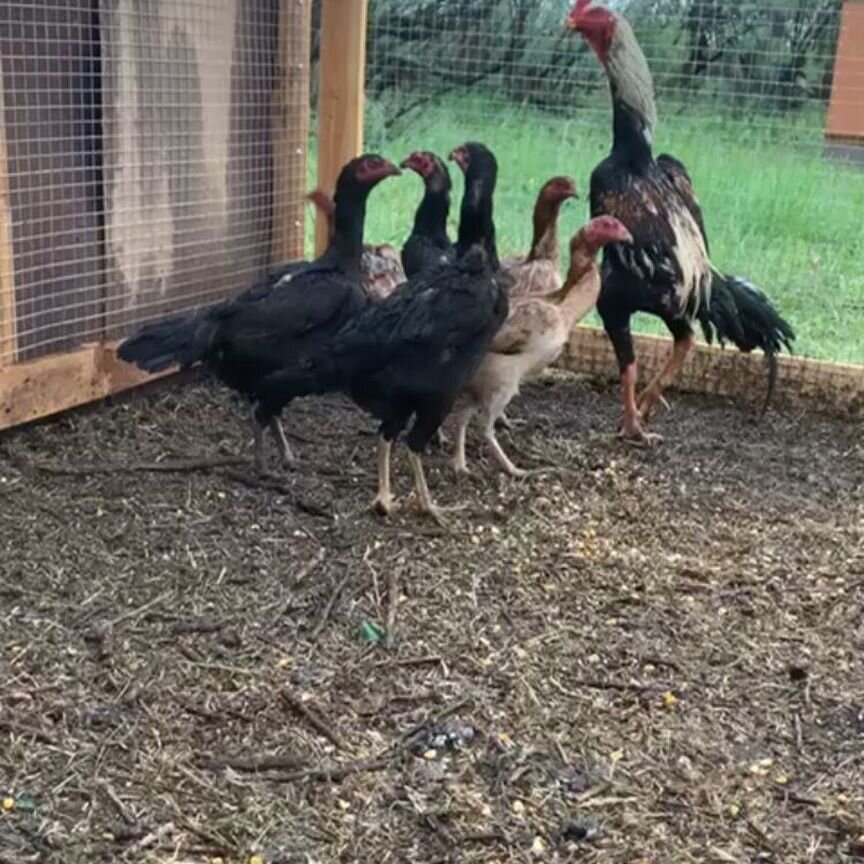 Инкубационное яйцо