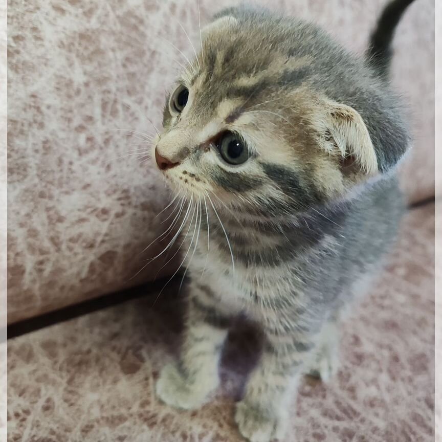 Шотландский вислоухий короткошёрстный котёнок