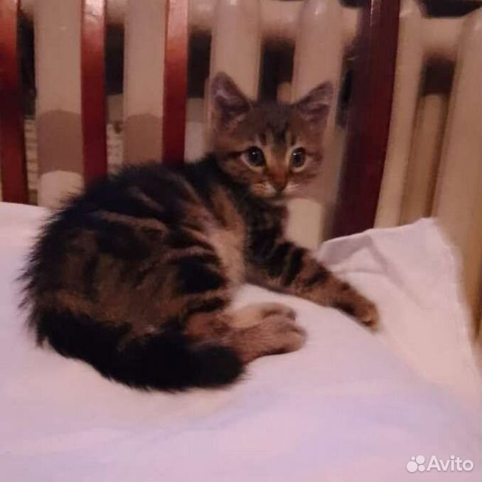 Котик мальчик 2.5 месяца