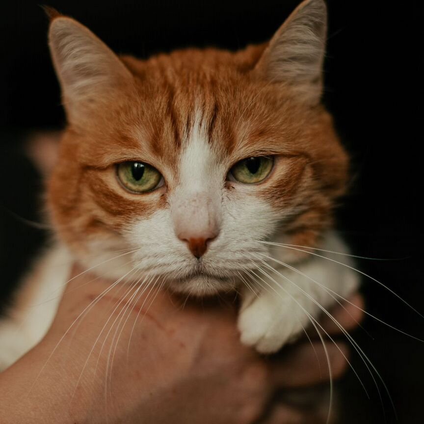 Яркий рыжий кот