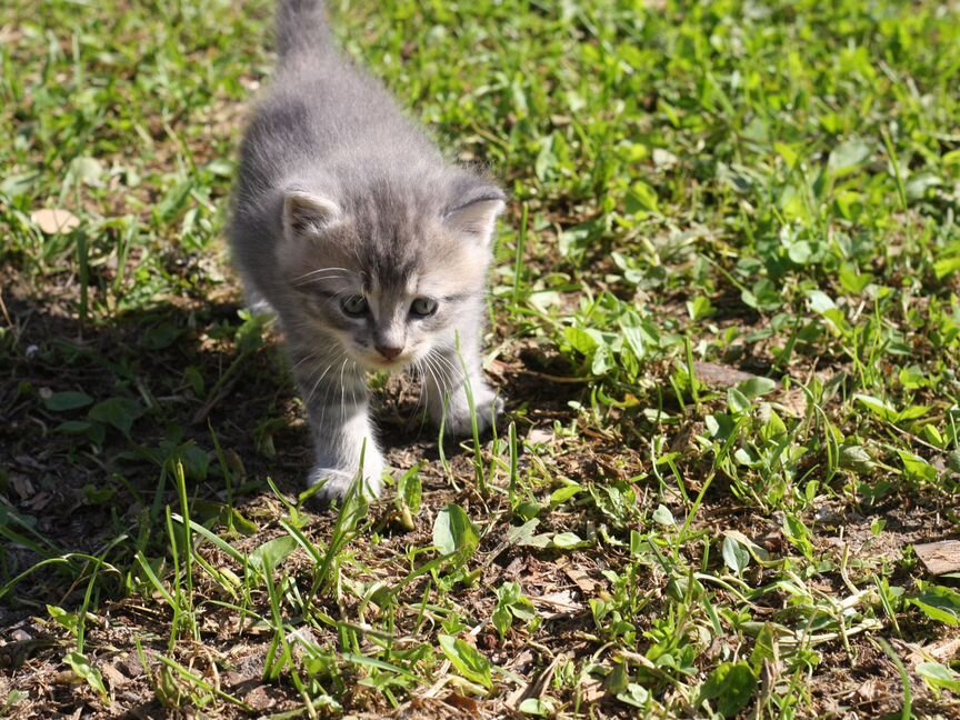 Отдадим бесплатно котенка мальчика 1 месяц