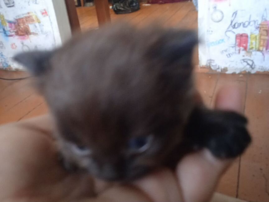 Отдам котят мальчик и девочка