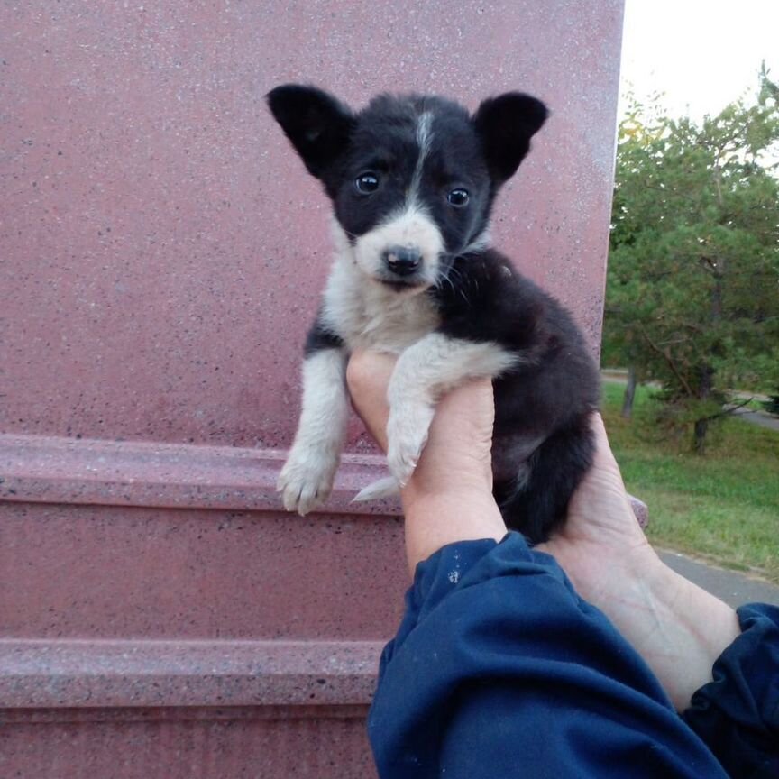 Хорошенький щенок в добрые руки