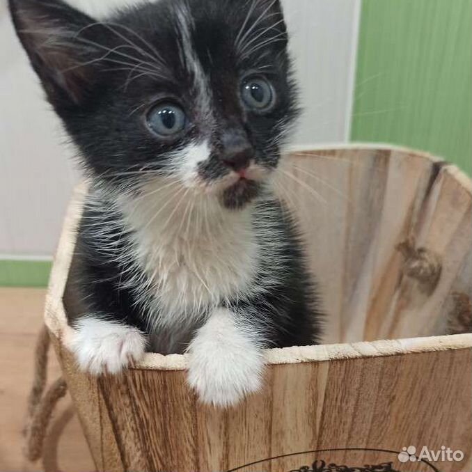 Котёнок крошка с ладошку Кузя ищет дом