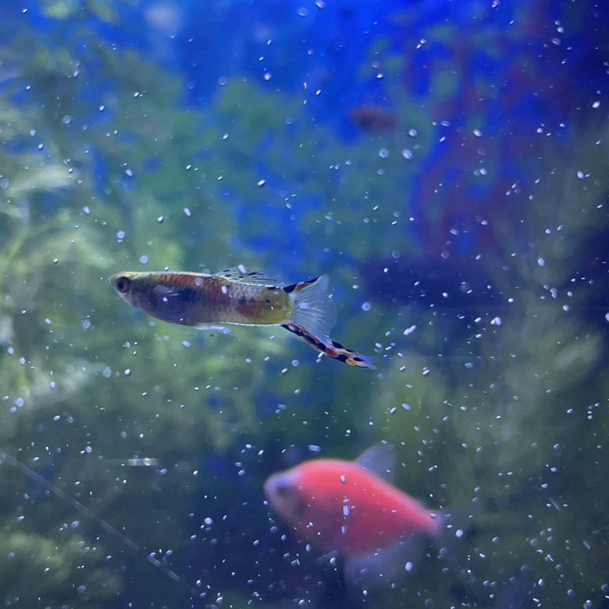 Гуппи Эндлера