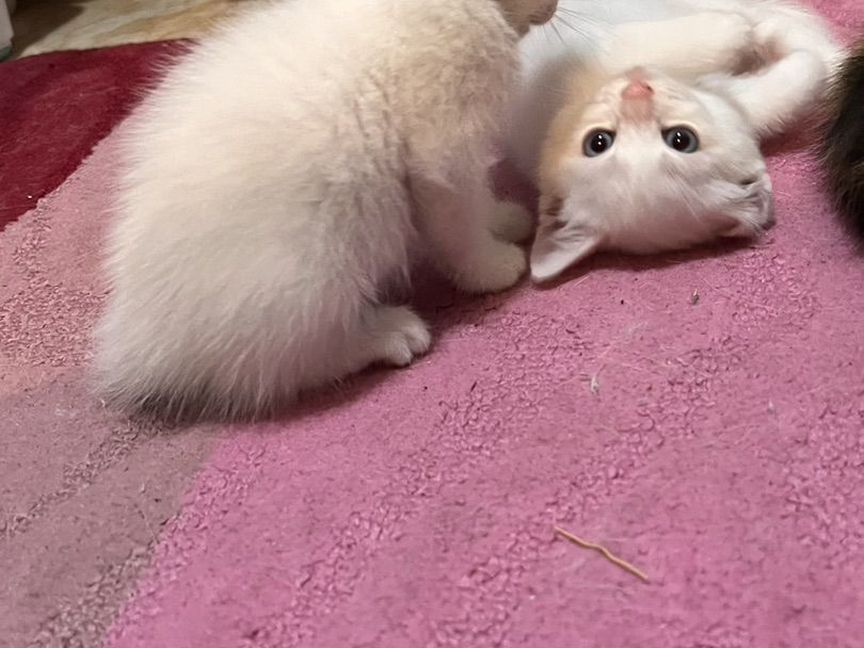 Котенок в добрые руки