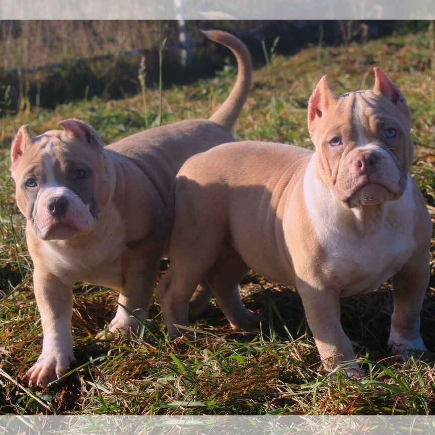 Щенки американский булли