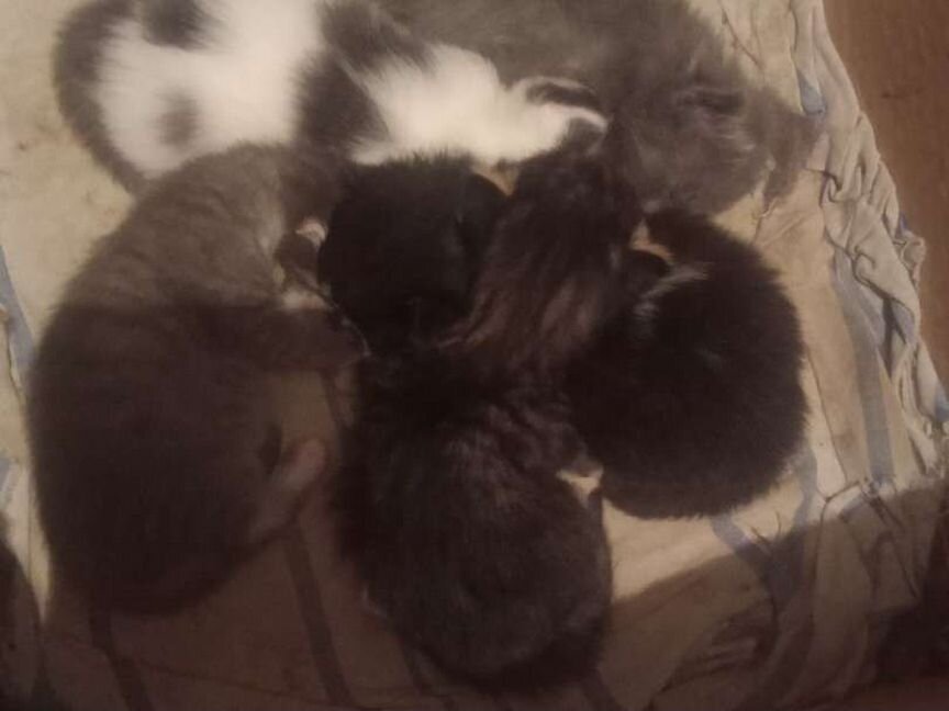 Котята от крысыловки