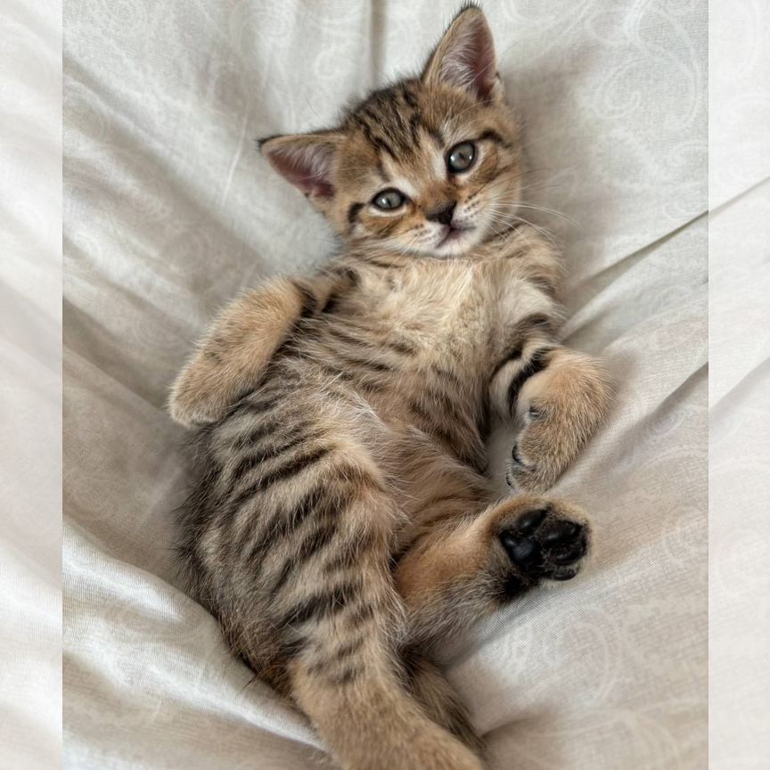 Продам котенка шотландца