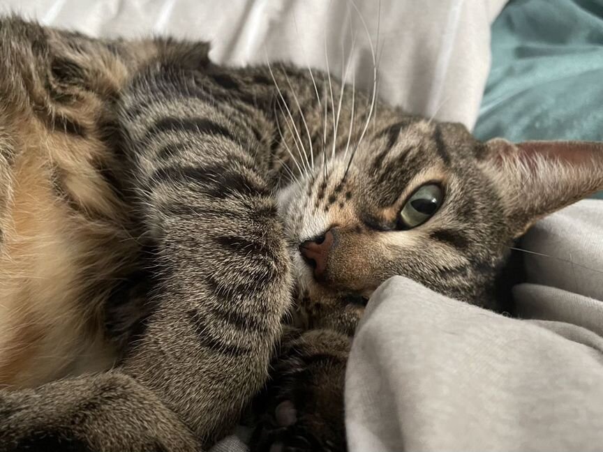 Отдаем котика в добрые руки