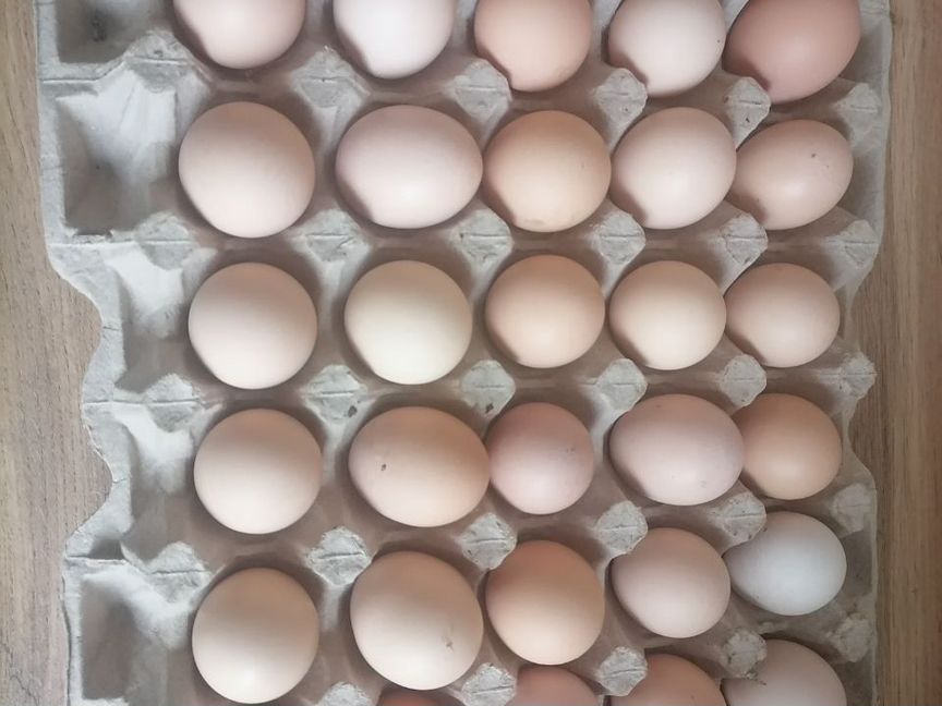 Инкубационное яйцо кур породы загорская лососевая