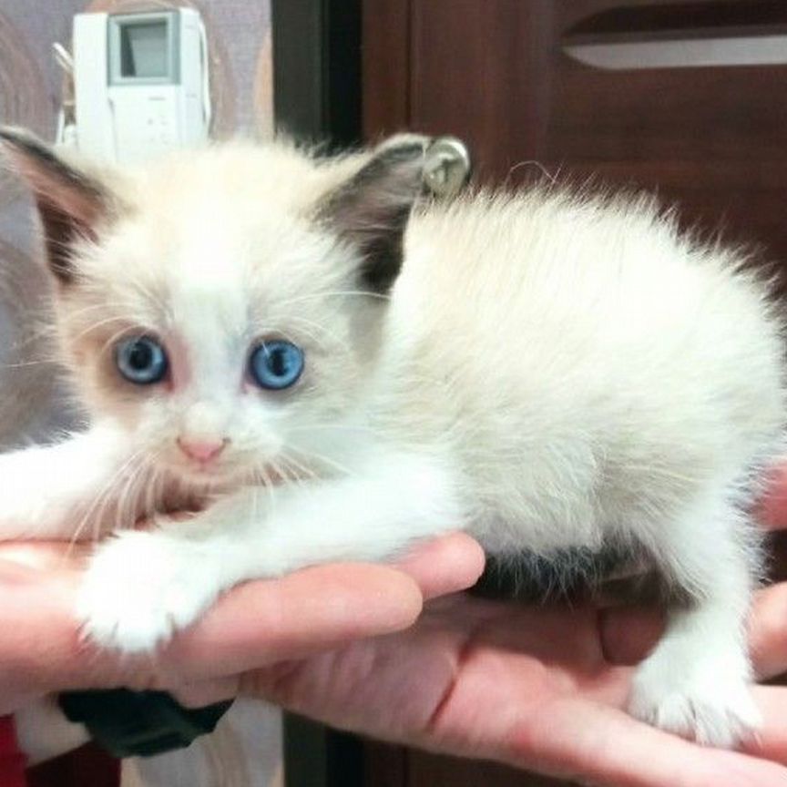 Сиамские котята