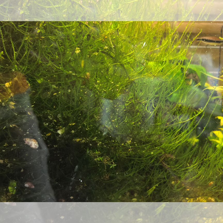Яванский мох для аквариума