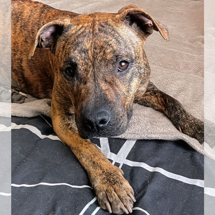 Американский питбультерьер, взрослая собака