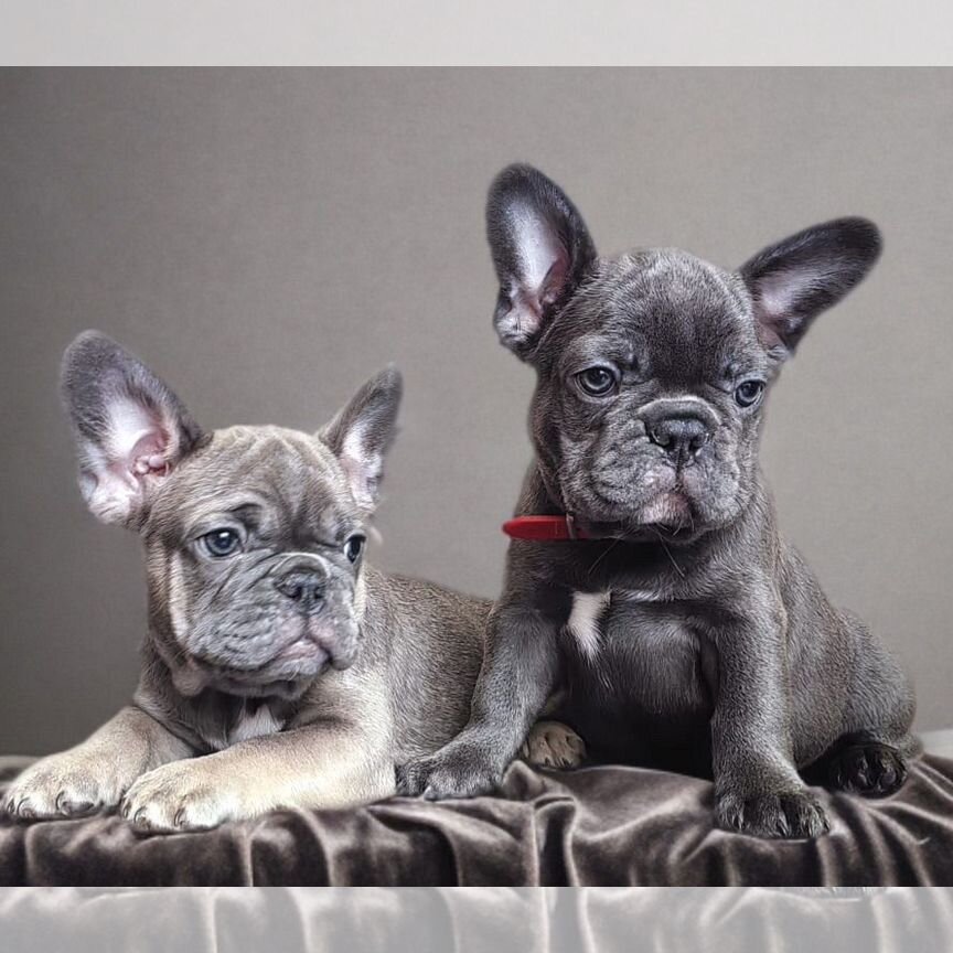 Щенки французкого бульдога высокого качества