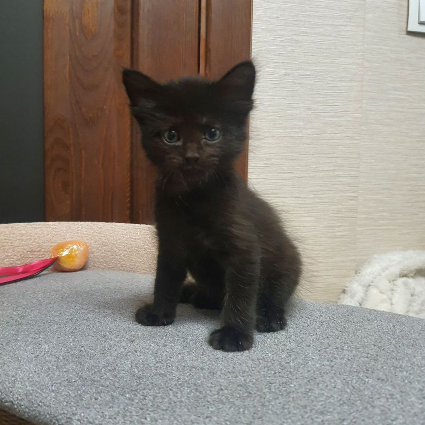 Котёнка в добрые руки