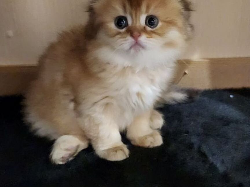 Шотландский вислоухий котёнок