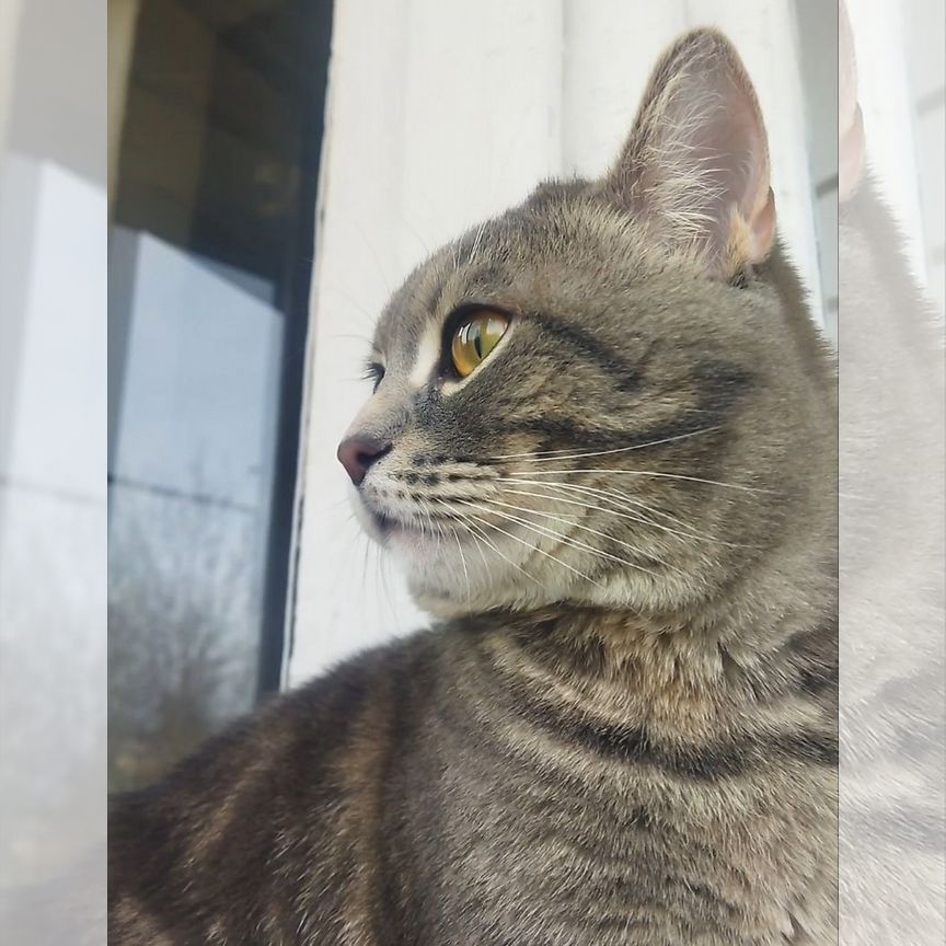 Котик бесплатно в добрые руки
