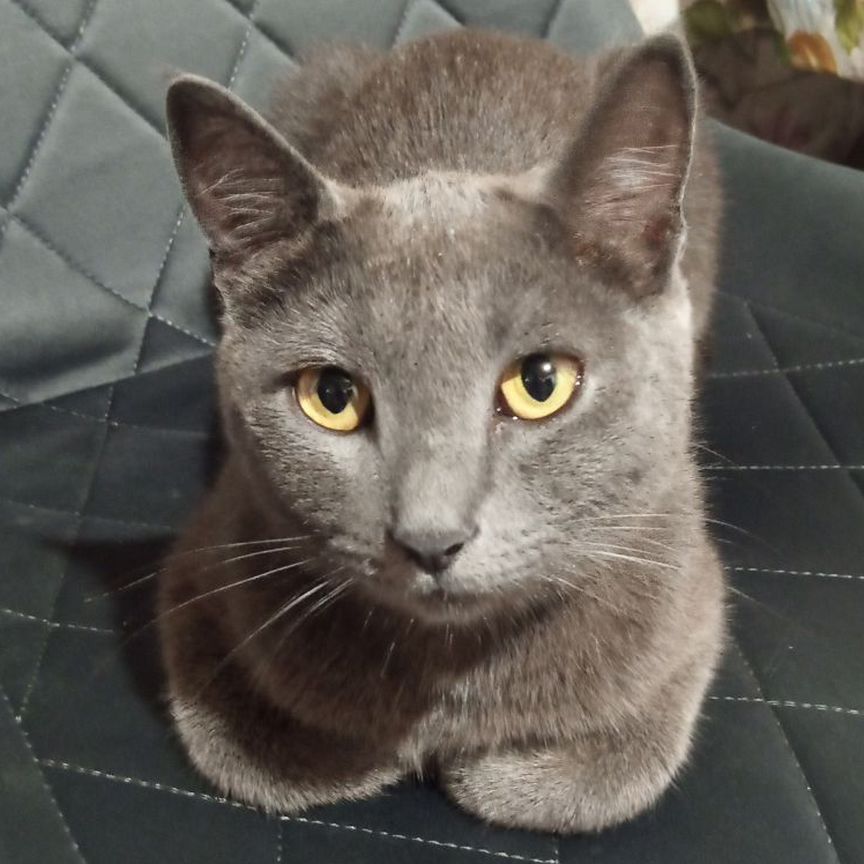 Ориентальный котёнок