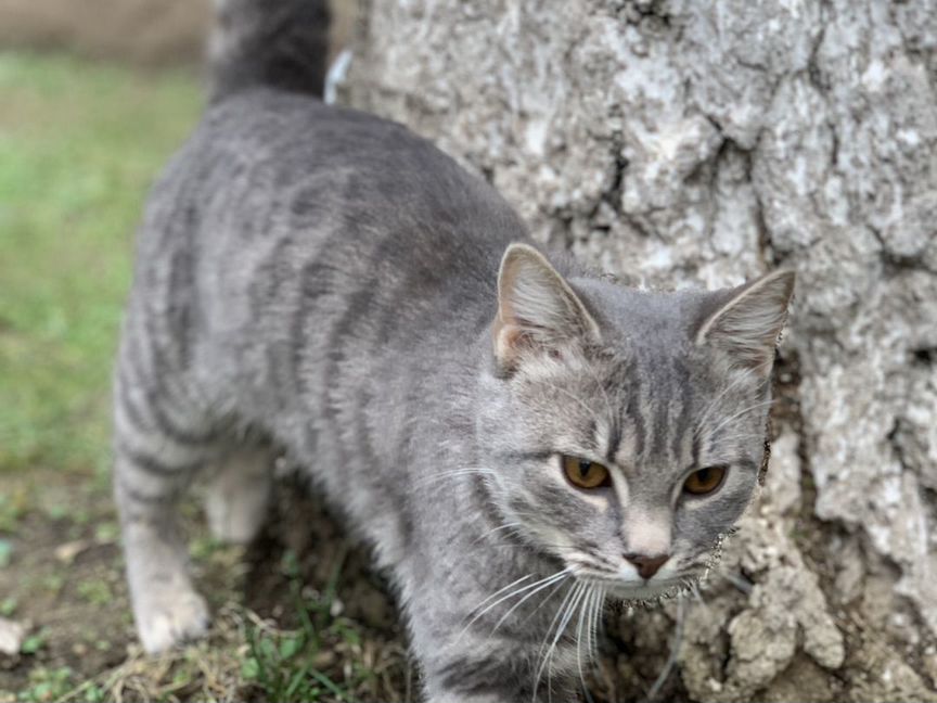 Дымчатый котенок бесплатно