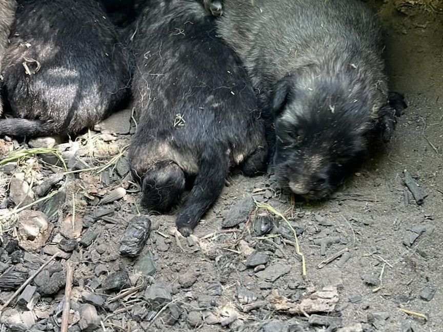 Никому не нужны