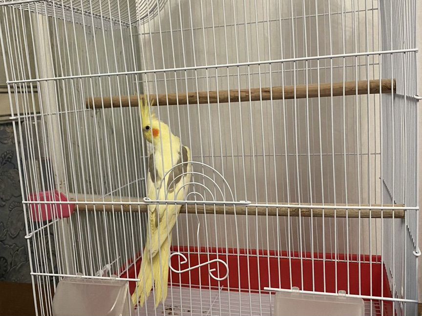 Карелла мальчик с клеткой и поилкой