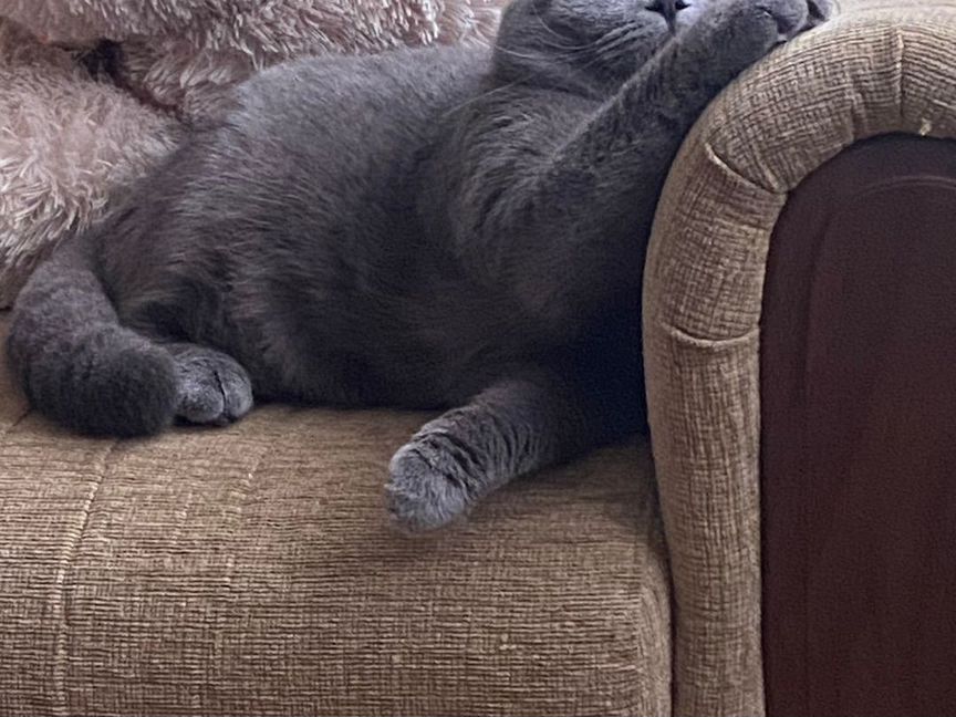 Шотландский кот