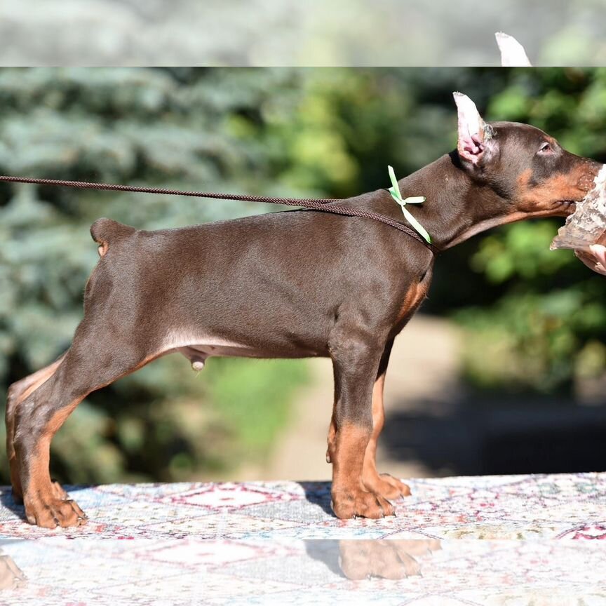 Добер,щенки