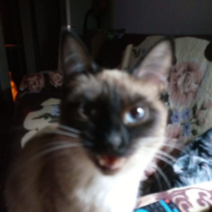 Жених для кошки