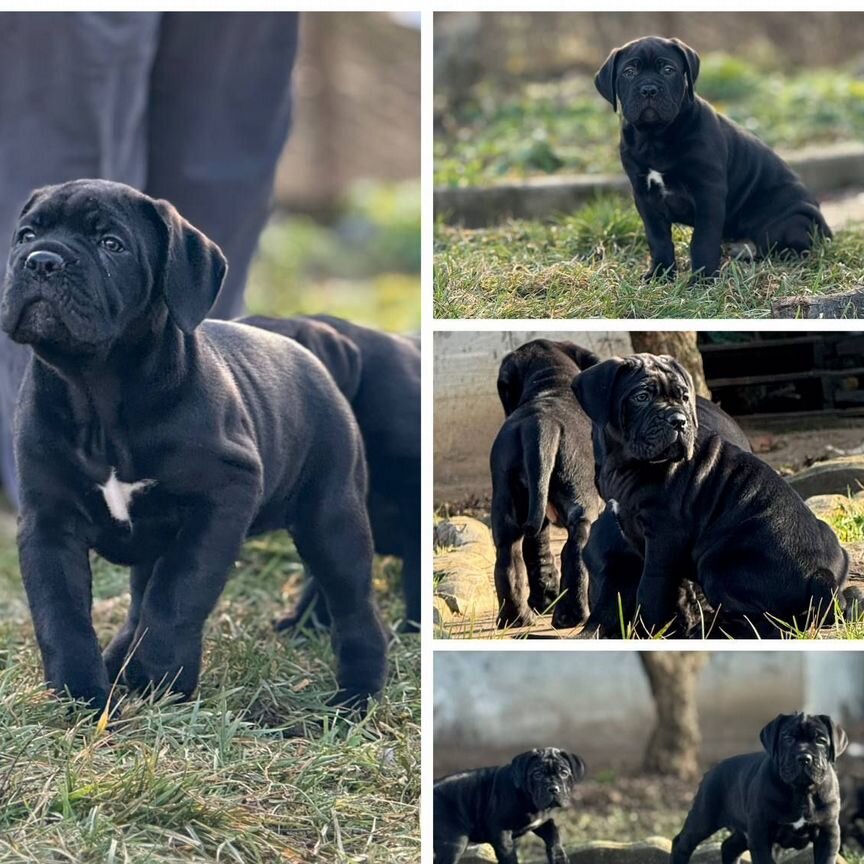 Кане-корсо, щенок