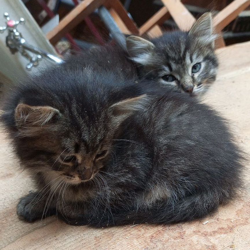 Кошки отдам один месяц отраду
