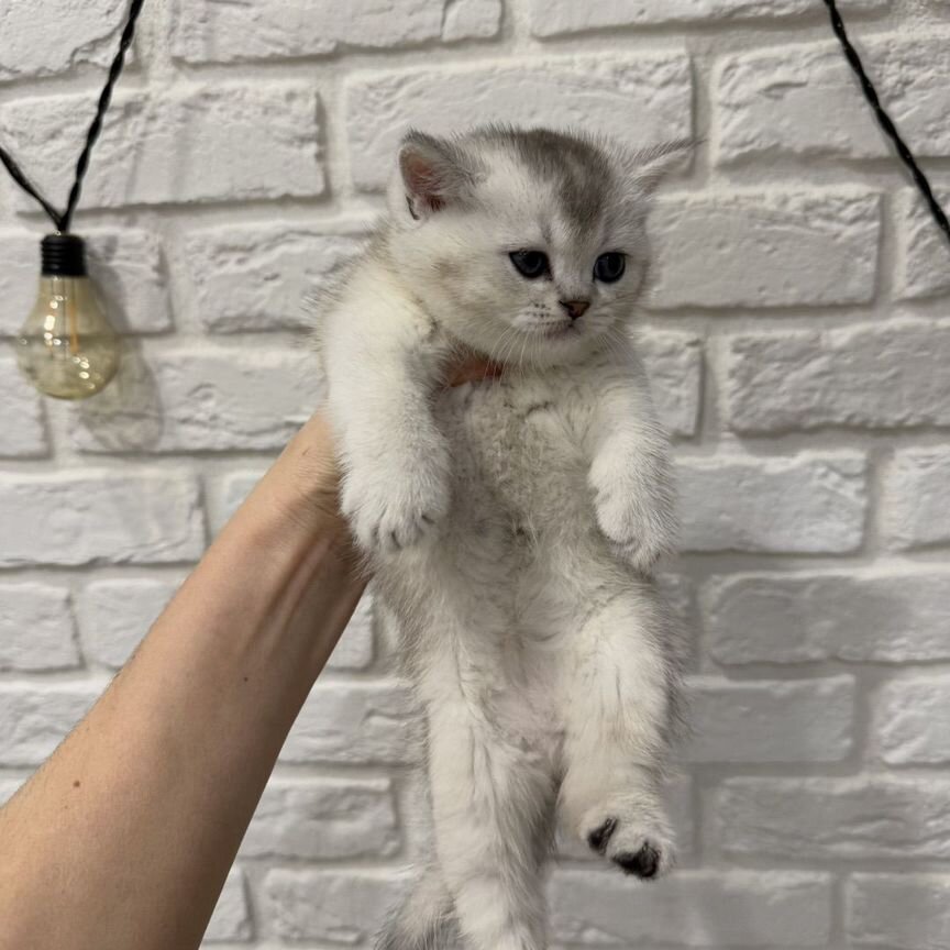 Британская серебристая шиншилла