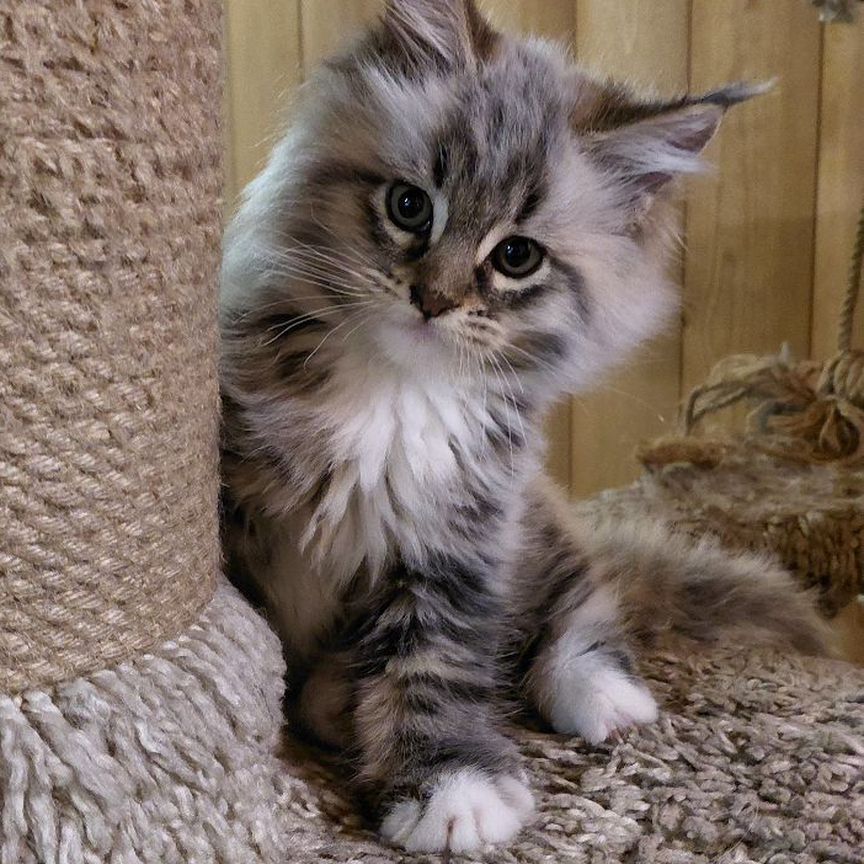 Мейн-кун котёнок