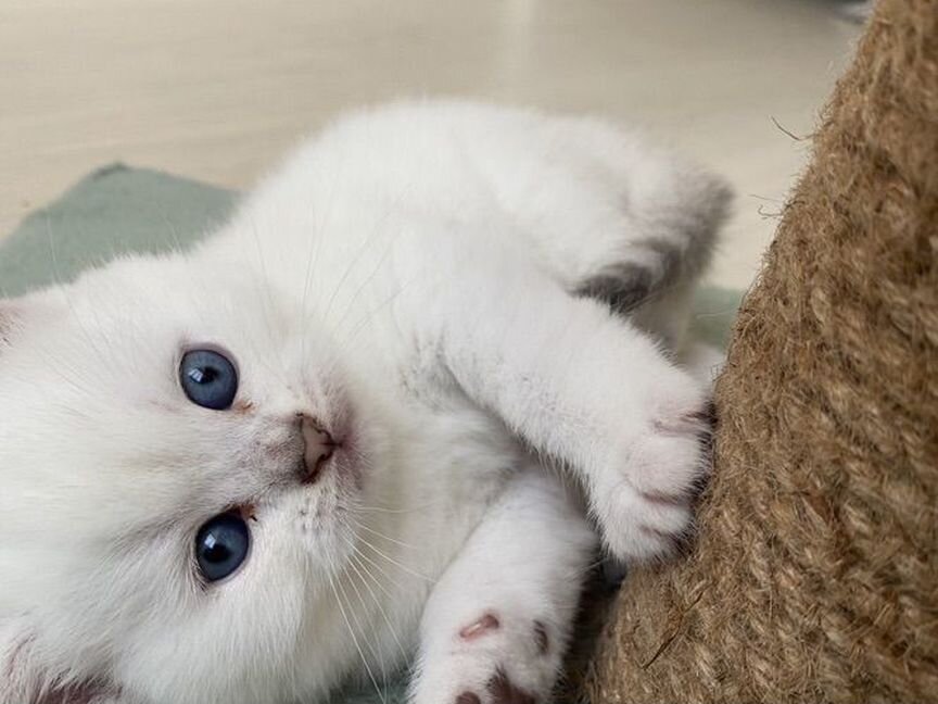 Котята серебристая шиншилла Самара