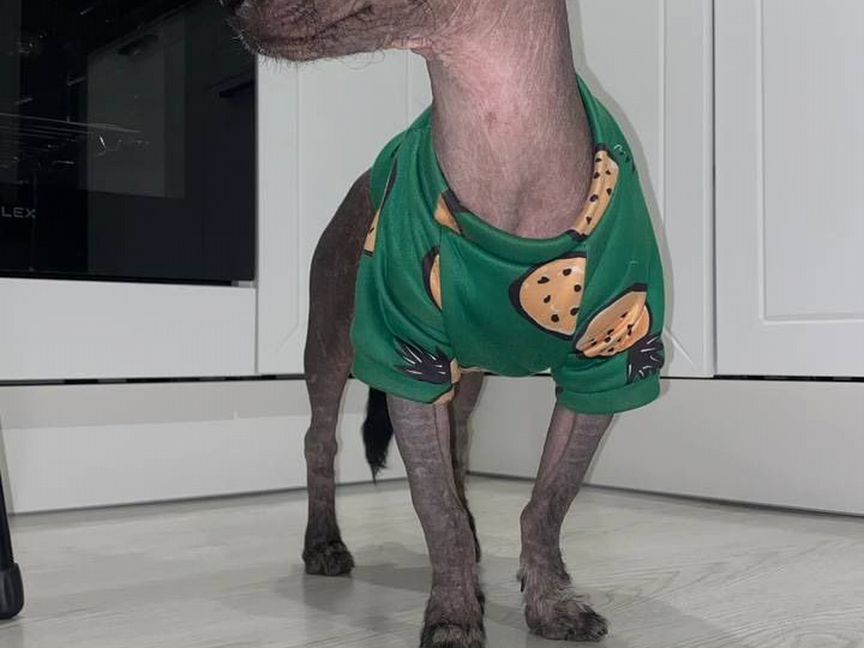 Ксолоитцкуинтли