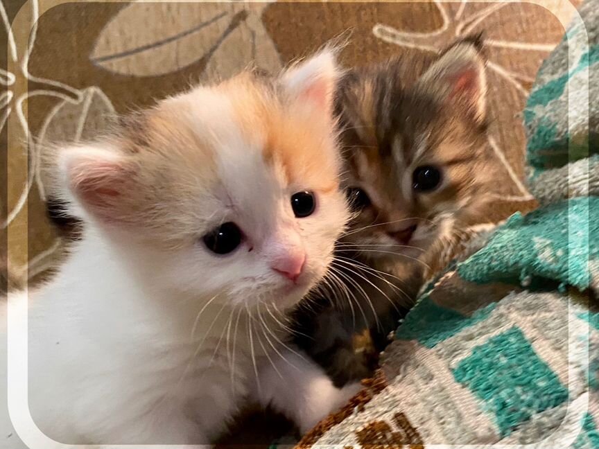 Пуськи Ищут свой Дом