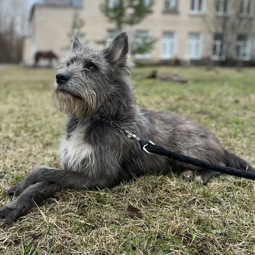 Взрослая собака в добрые руки