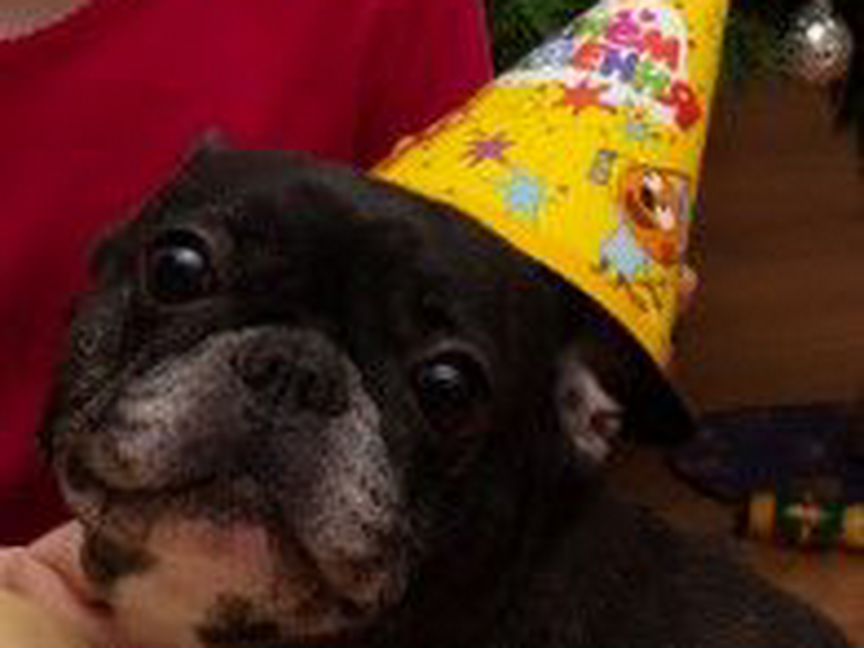 Французский бульдог