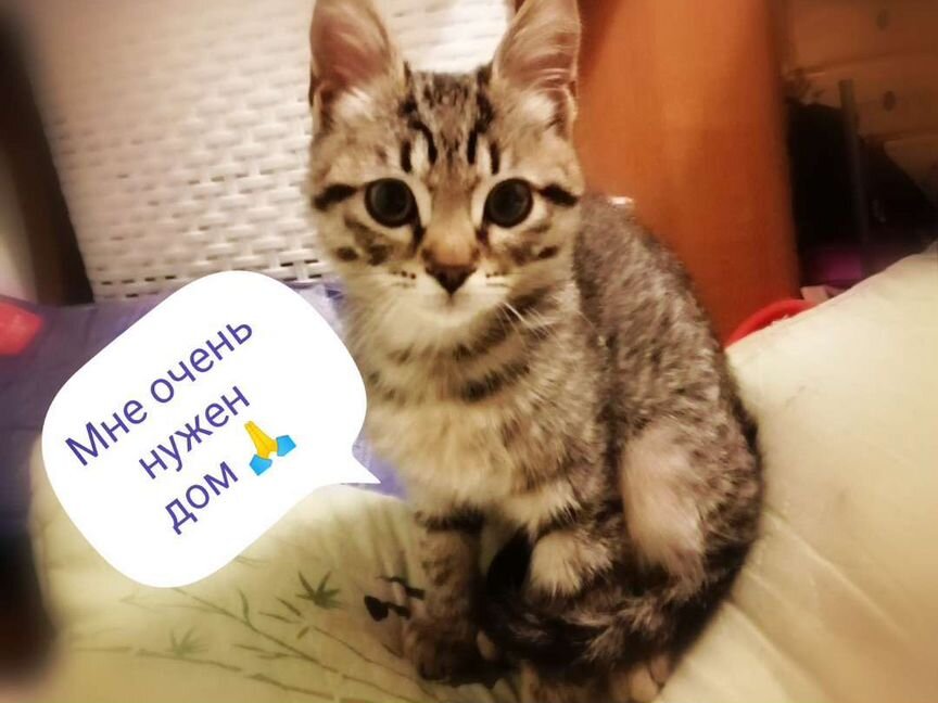 Ласковый котенок в добрые руки