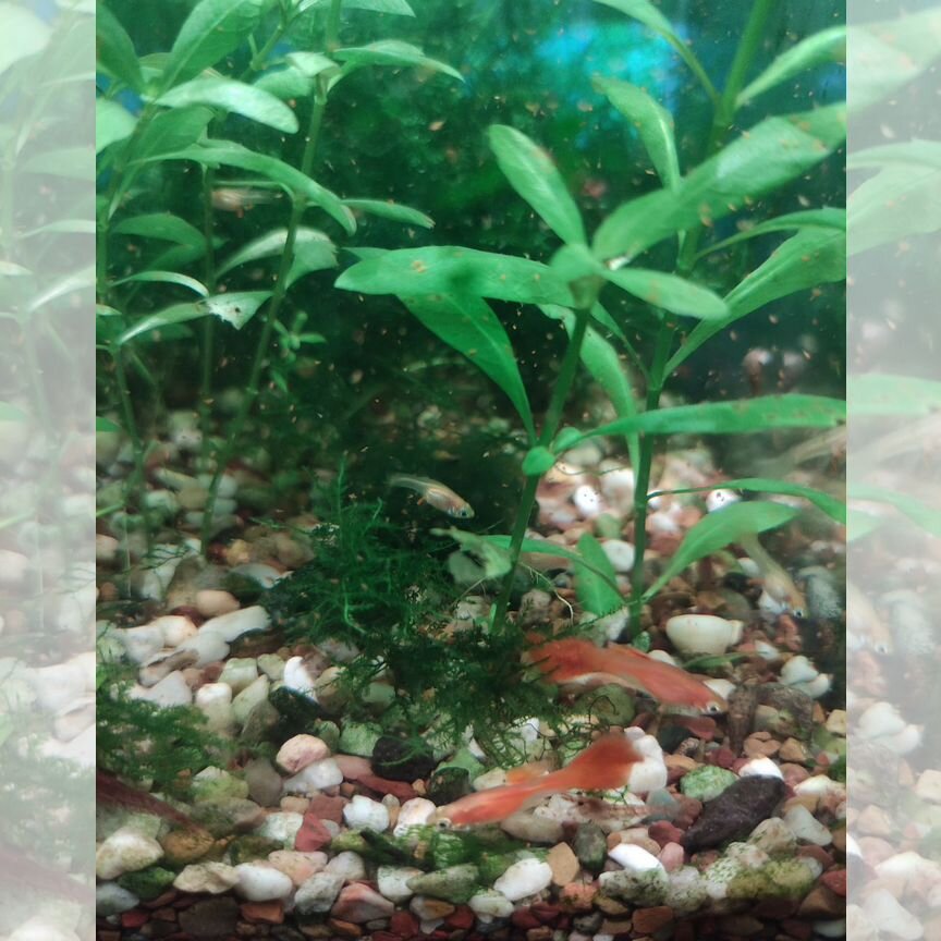 Гуппи семья