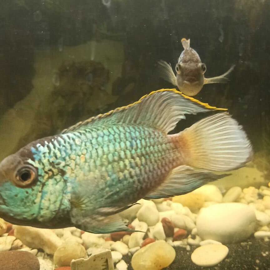 Наннакара неоновая