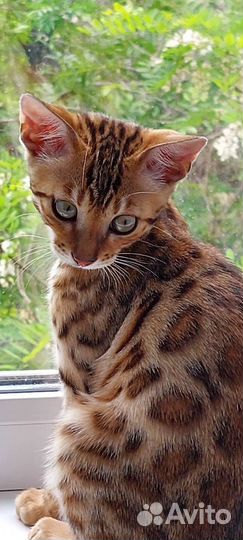 Бенгальская кошка