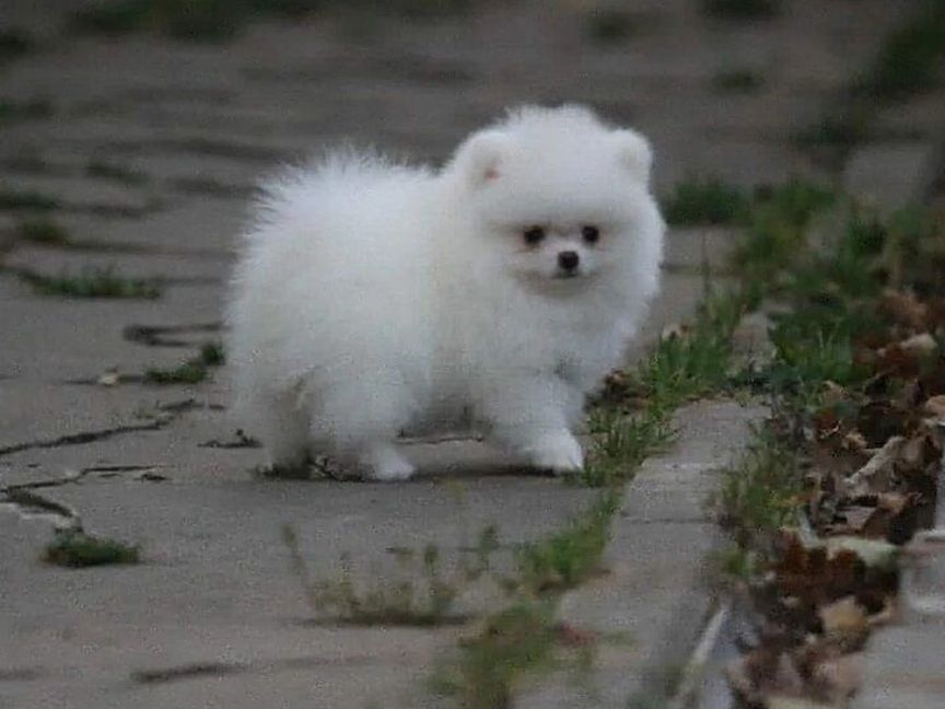 Мальчик померанского шпица(2 мес, привит