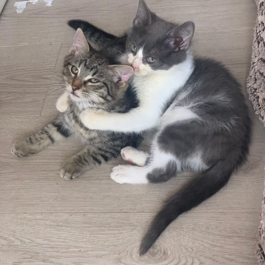 Кошечка