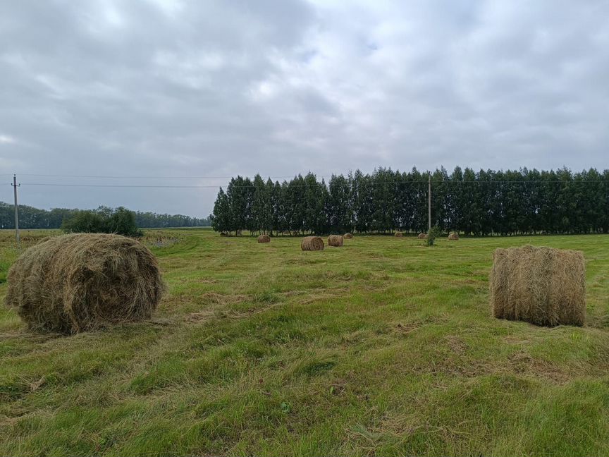 Продам сено в рулонах 145 пресс